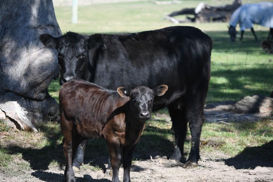 Lot 860 - 7 NSM Cows & 7 Calves | AuctionsPlus