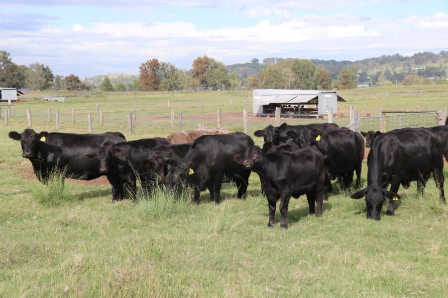 Lot 651 - 7 PTIC Cows & 7 Calves | AuctionsPlus