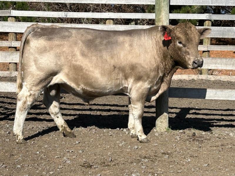 Lot 317 - 1 Stud Bull | AuctionsPlus