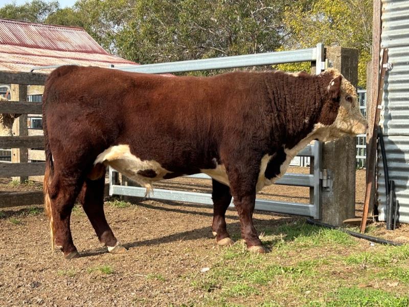 Lot 359 - 1 Stud Bull | AuctionsPlus