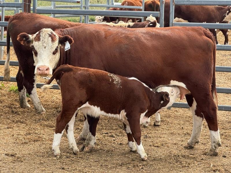 Lot 46 - 9 NSM Cows & 9 Calves | AuctionsPlus