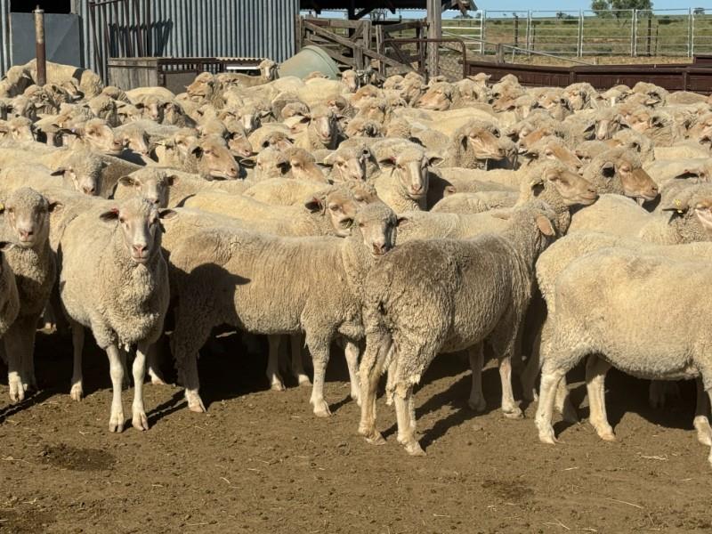 Lot 100 - 1200 NSM Ewes | AuctionsPlus