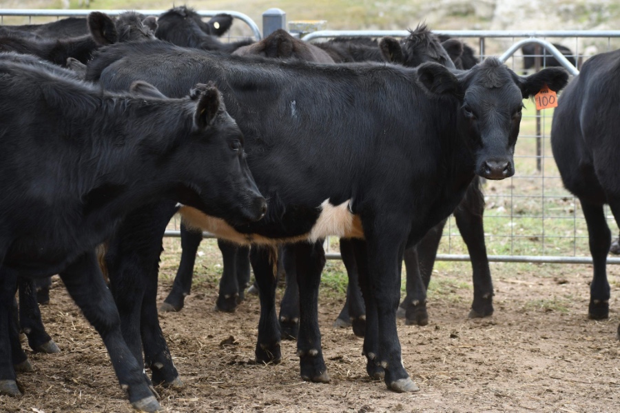 Lot 530 - 20 Weaned Heifers | AuctionsPlus