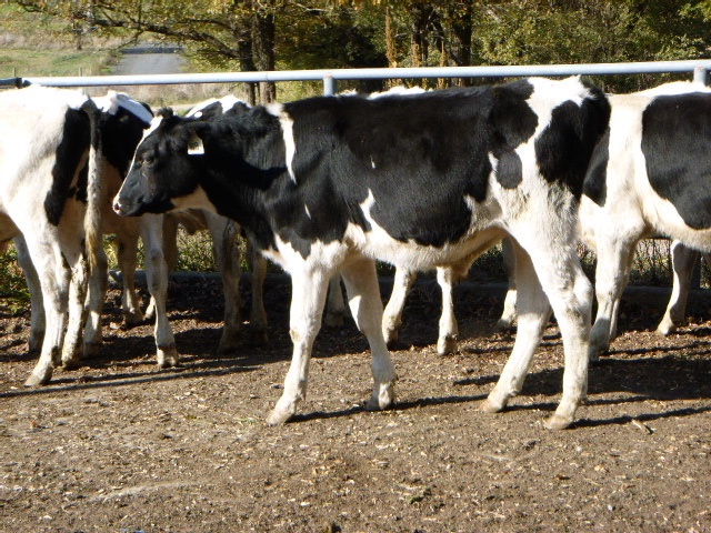 Lot 502 - 8 Steer Calves | AuctionsPlus