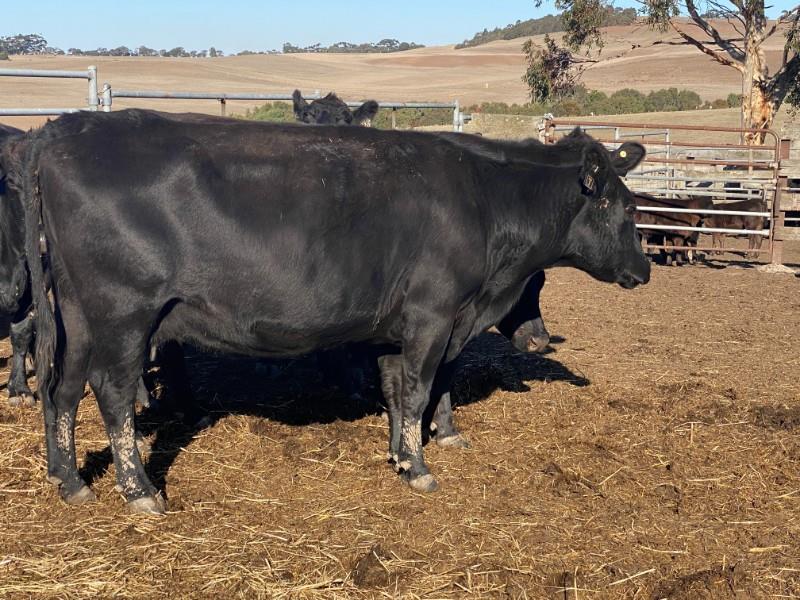 Lot 744 - 13 NSM Cows & 13 Calves | AuctionsPlus