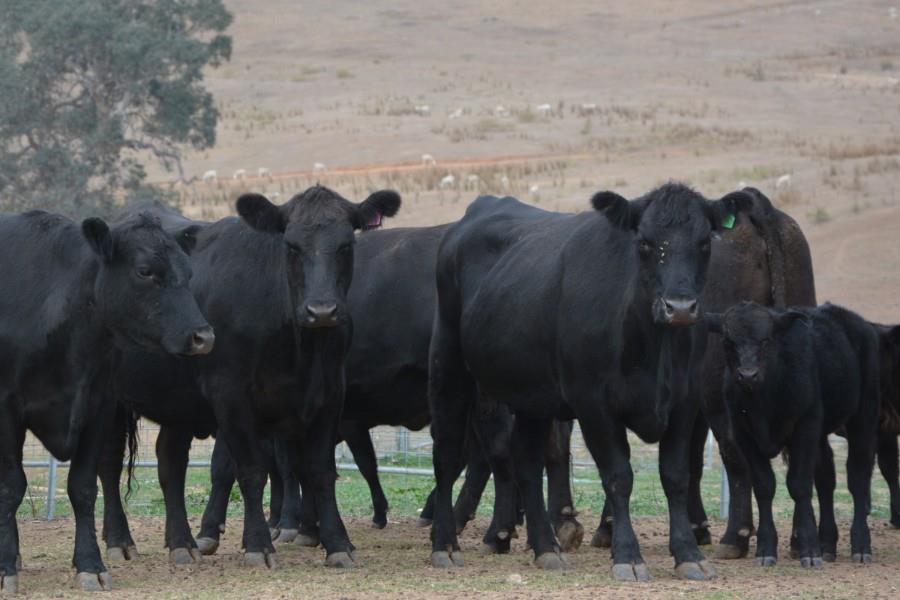 Lot 514 - 18 NSM Cows & 17 Calves | AuctionsPlus