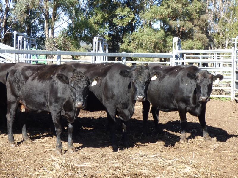 Lot 259 - 7 PTIC Cows | AuctionsPlus