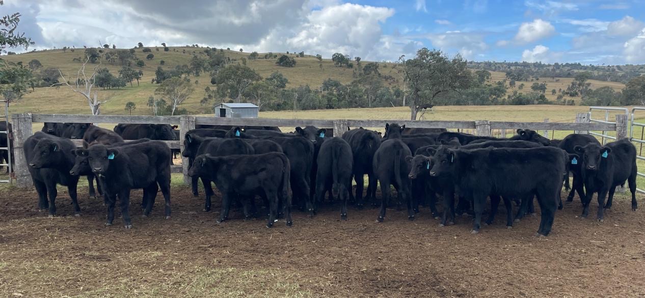 Lot 125 - 26 Weaned Heifers | AuctionsPlus