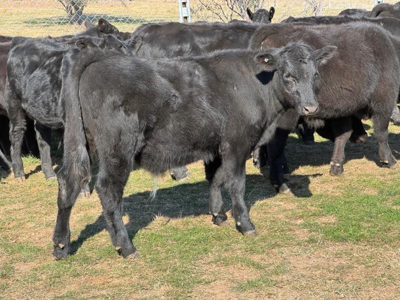 Lot 240 - 54 Weaned Steers | AuctionsPlus