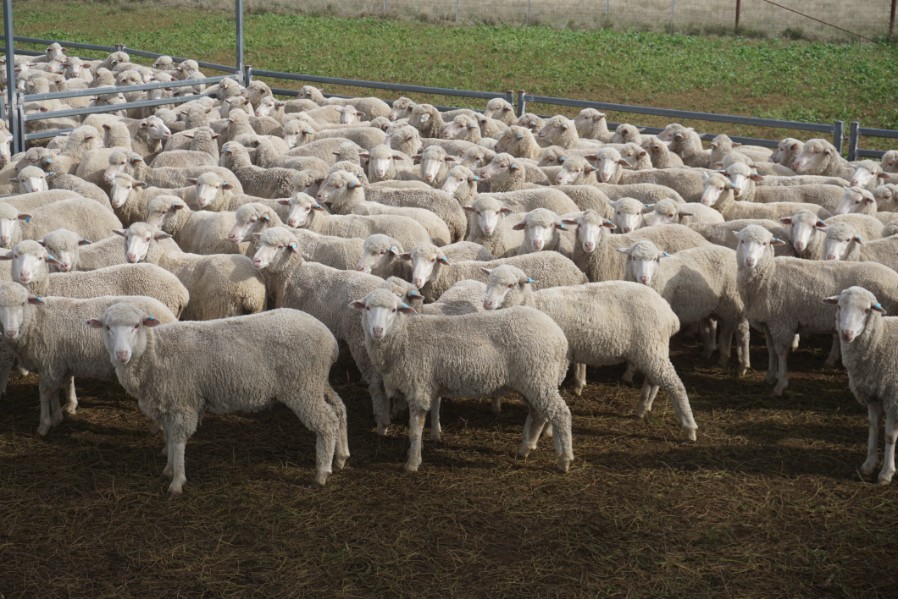 Lot 160 - 335 Future Breeder Ewe Lambs | AuctionsPlus