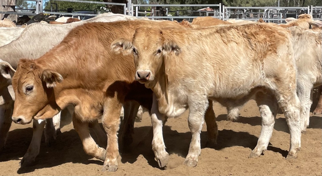 Lot 776 - 78 Unweaned Steers | AuctionsPlus