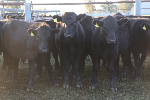 Lot 840 - 70 Weaned Steers | AuctionsPlus