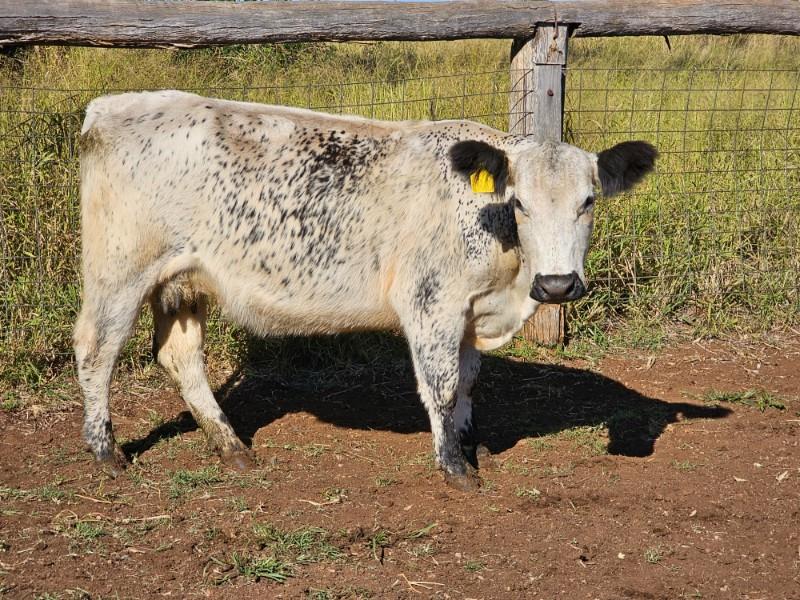 Lot 10 - 1 Station Mated Cow & 1 Calf | AuctionsPlus