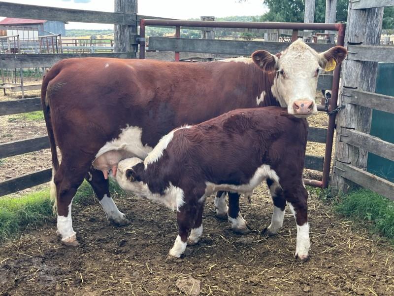 Lot 530 - 1 AI'd Cow & 1 Calf | AuctionsPlus