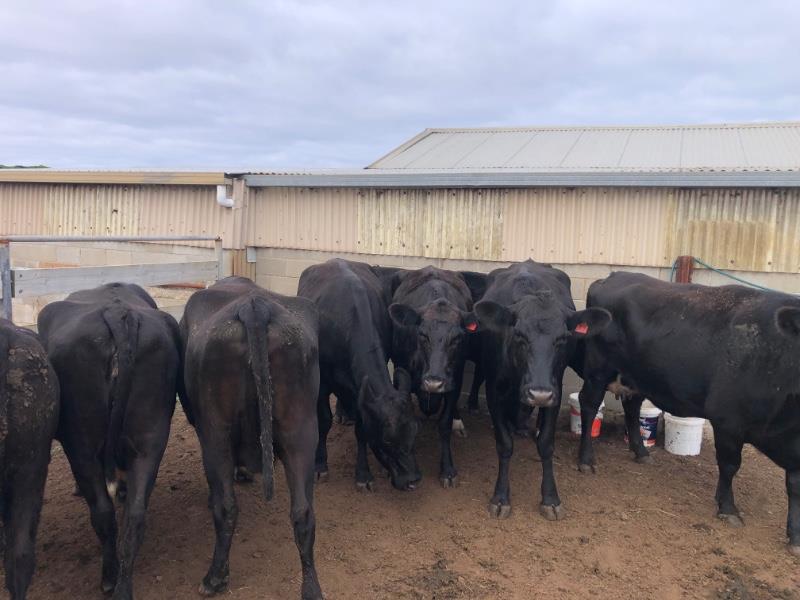 Lot 723 - 8 NSM Cows & 8 Calves | AuctionsPlus