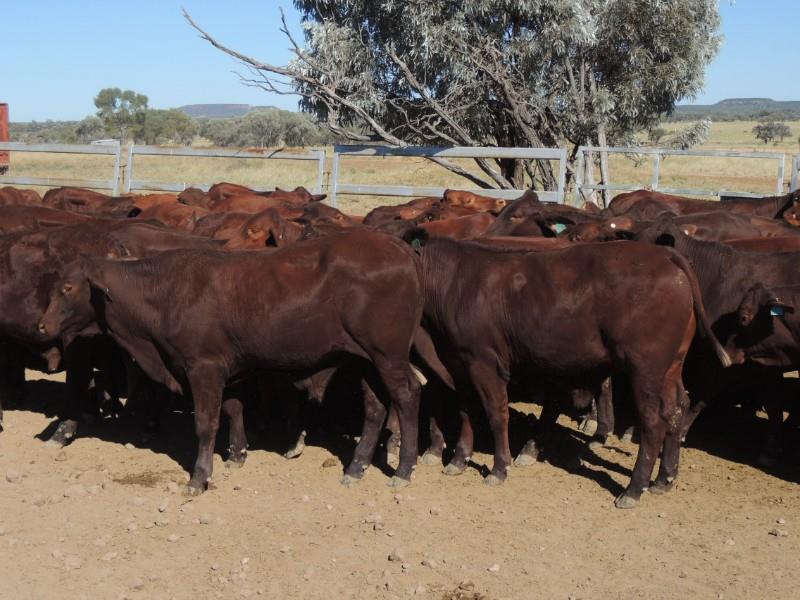 Lot 302 - 126 Backgrounder Steers | AuctionsPlus