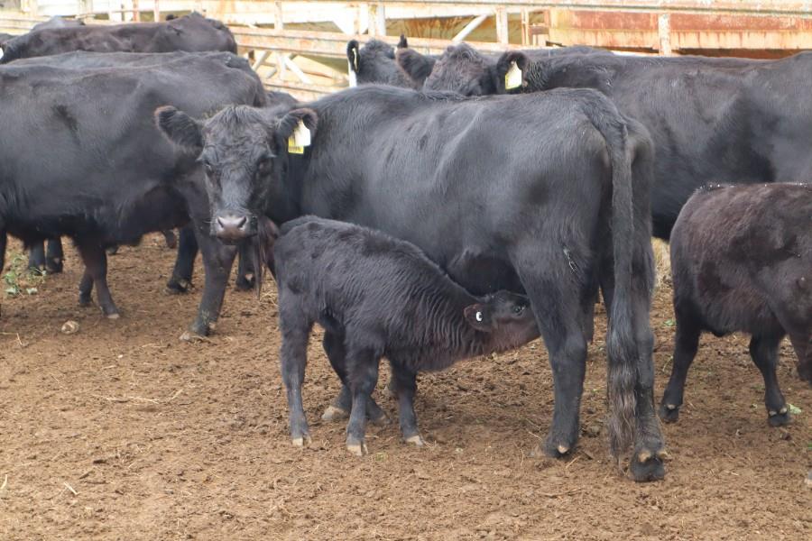 Lot 159 - 18 NSM Cows & 18 Calves | AuctionsPlus