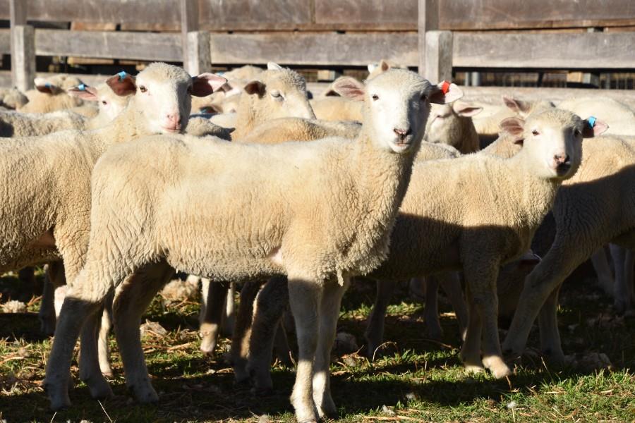 Lot 585 - 123 Mixed Sex Store Lambs | AuctionsPlus
