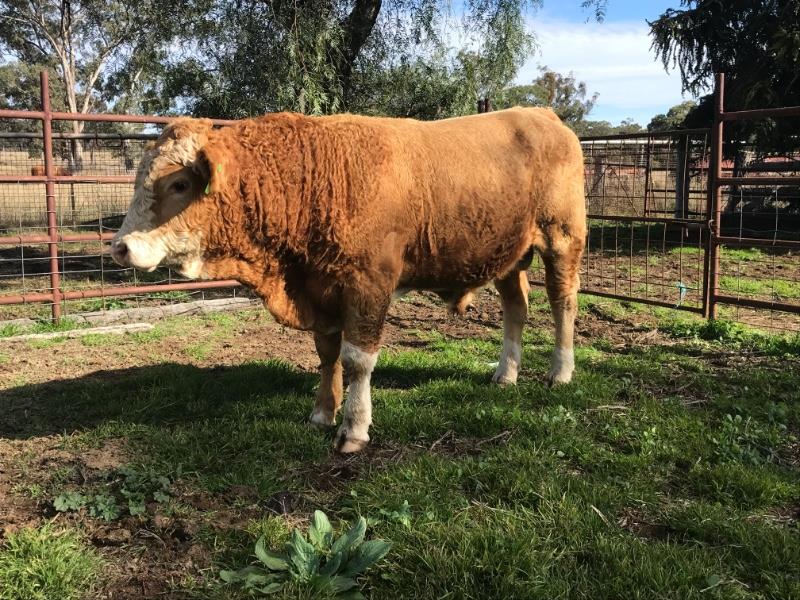 Lot 267 - 1 Herd Bull | AuctionsPlus