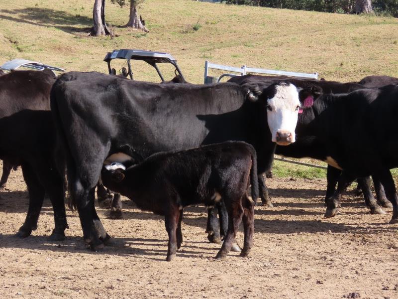 Lot 616 - 17 NSM Cows & 17 Calves | AuctionsPlus