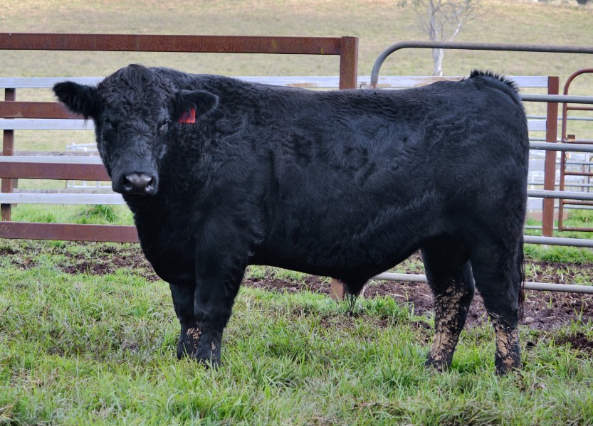 Lot 578 - 1 Stud Bull | AuctionsPlus