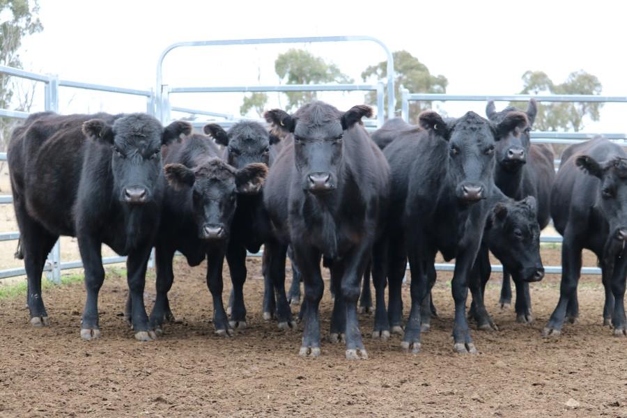 Lot 125 - 10 Cows | AuctionsPlus