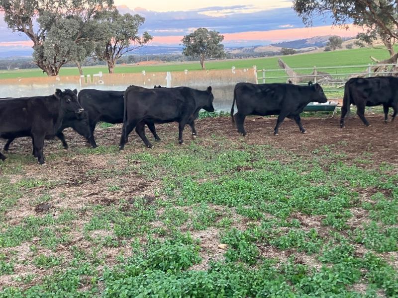 Lot 609 - 32 Station Mated Cows | AuctionsPlus