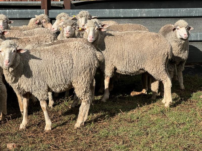 Lot 570 - 73 Station Mated Ewes | AuctionsPlus