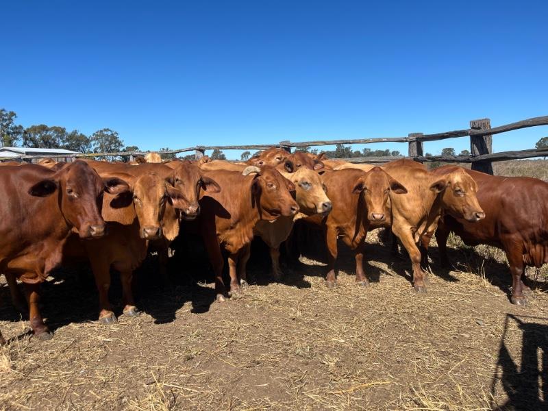 Lot 816 - 54 PTIC Cows | AuctionsPlus
