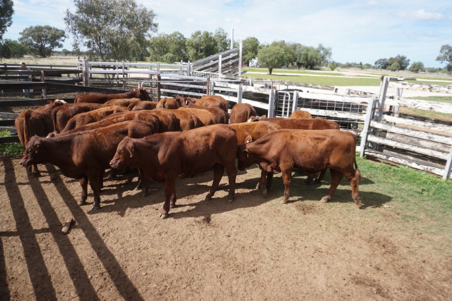 Lot 439 - 21 Yearling Steers | AuctionsPlus