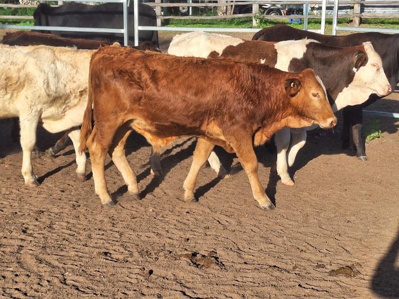 Lot 352 - 52 Unweaned Steers | AuctionsPlus