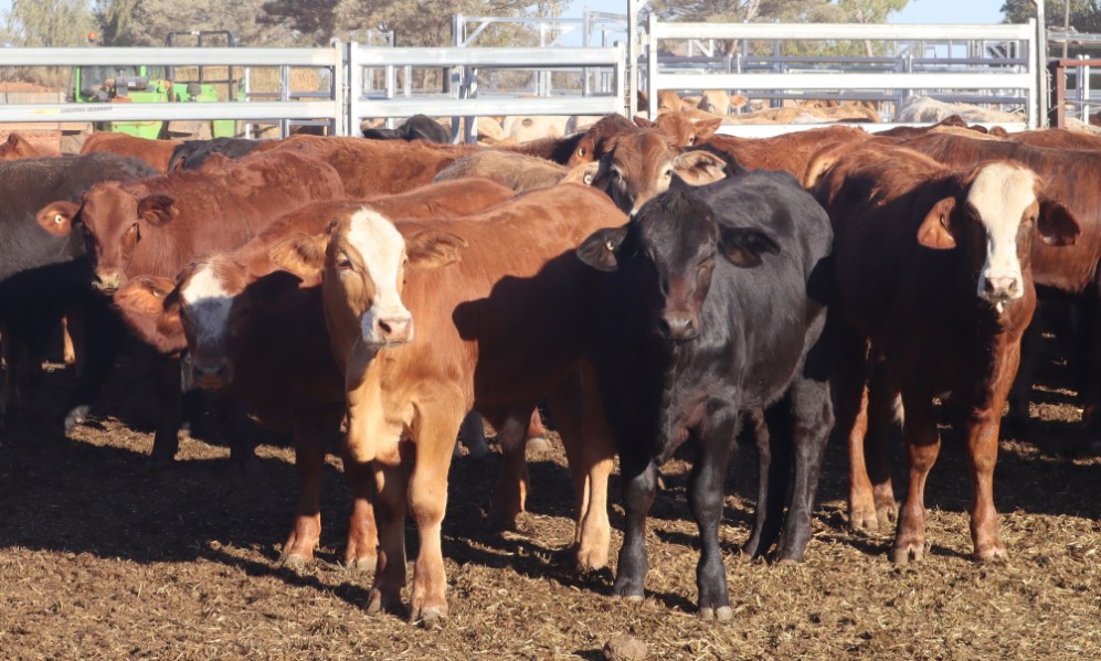 Lot 367 - 152 Weaned Steers | AuctionsPlus