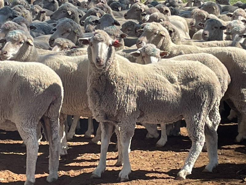 Lot 720 - 400 SIL Ewes | AuctionsPlus