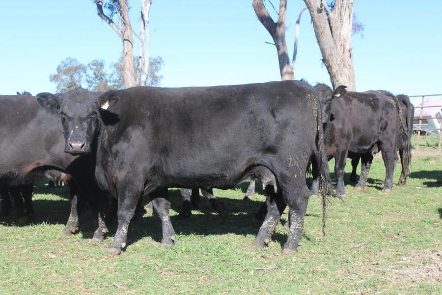 Lot 356 - 24 NSM Cows & 24 Calves | AuctionsPlus