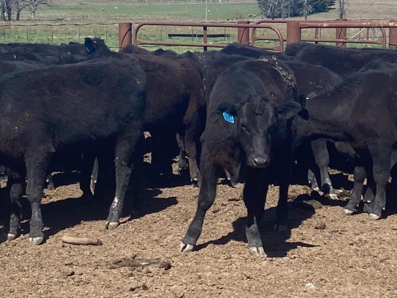 Lot 201 - 27 Weaned Steers | AuctionsPlus