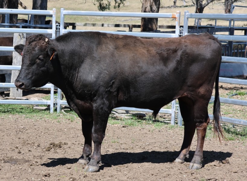 Lot 367 - 1 Bull | AuctionsPlus