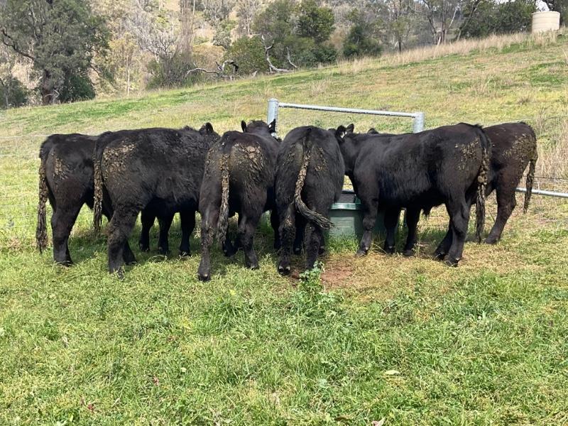 Lot 771 - 20 Weaned Steers | AuctionsPlus