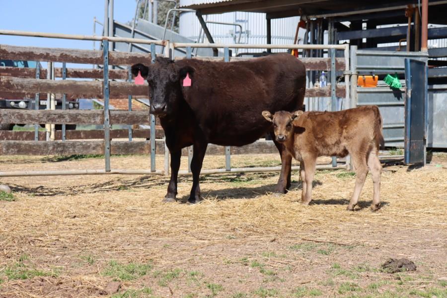 Lot 184 - 1 NSM Cow & 1 Calf | AuctionsPlus