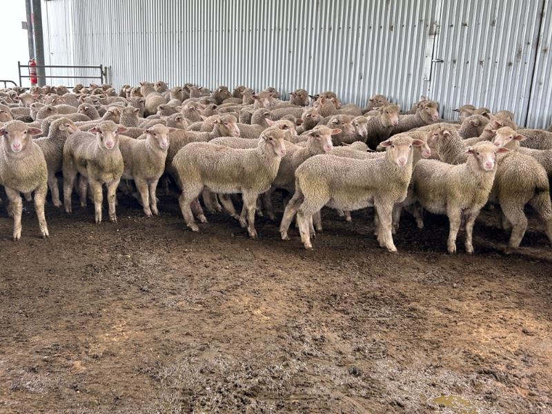 Lot 378 - 507 Mixed Sex Lambs | AuctionsPlus