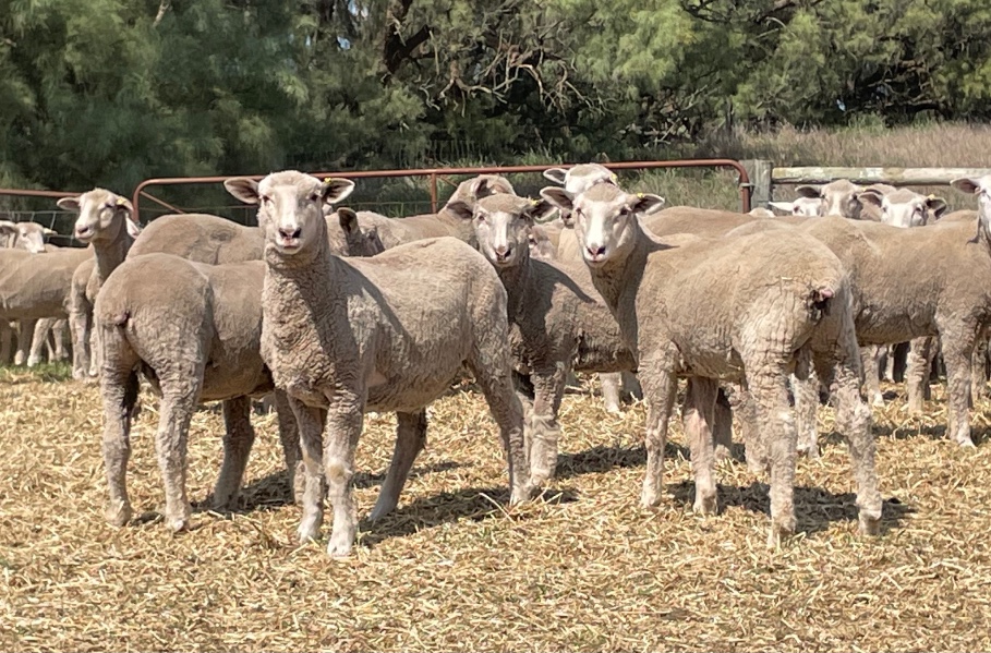 Lot 389 - 500 Store Wether Lambs | AuctionsPlus