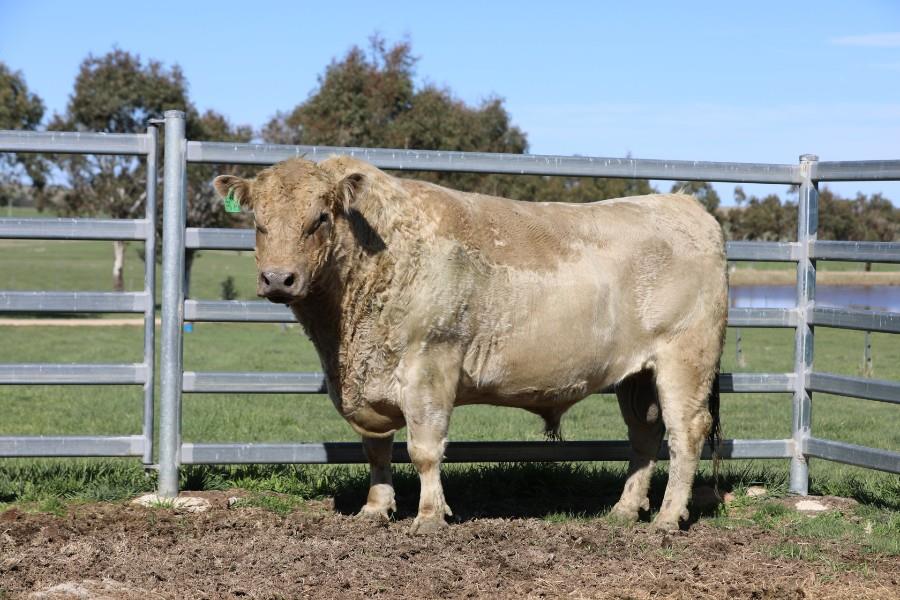Lot 870 - 1 Stud Bull | AuctionsPlus