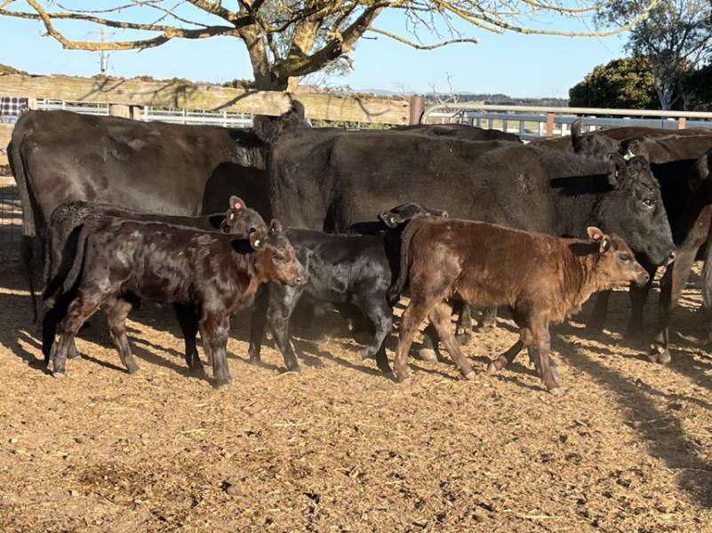 Lot 562 - 7 NSM Cows & 7 Calves | AuctionsPlus