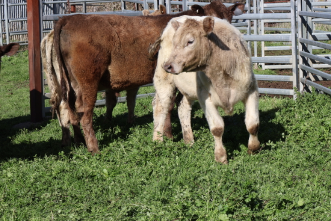 Lot 950 - 15 Yearling Steers | AuctionsPlus