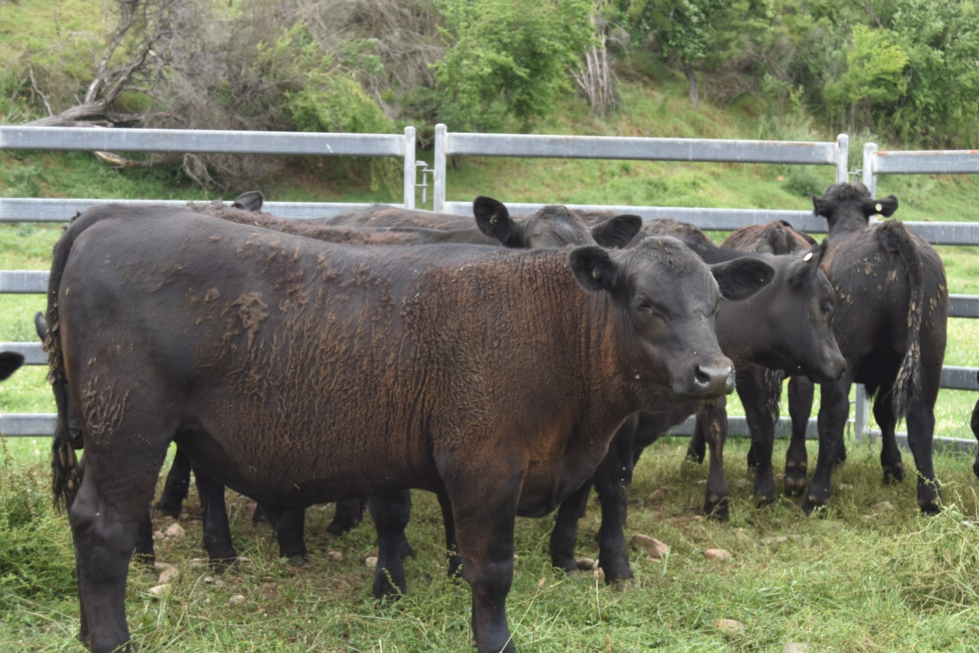 Lot 255 - 102 Unweaned Steers | AuctionsPlus