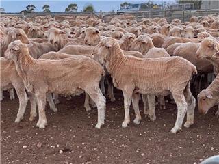 Commercial Sheep Livestock Listings | AuctionsPlus