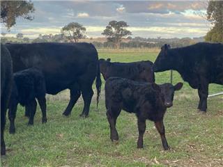 AuctionsPlus - livestock and rural agricultural auctions