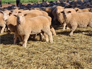 AuctionsPlus - livestock and rural agricultural auctions