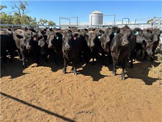 Livestock | AuctionsPlus
