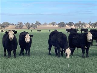 Stud Cattle | Seedstock | Livestock Listings | AuctionsPlus