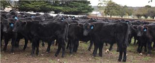 Australia's Largest Agricultural MarketPlace | AuctionsPlus